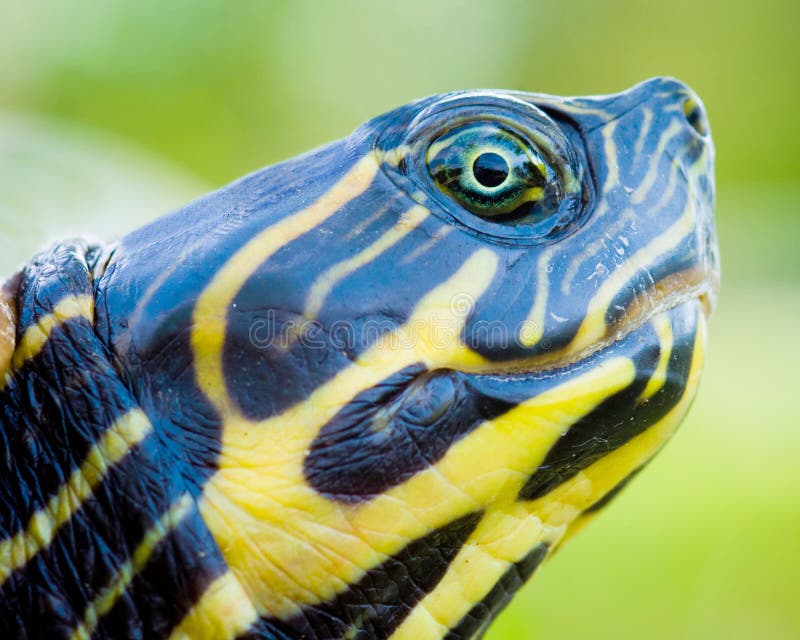 Close up of turtle. stock image. Image of nature, freshness - 25580921