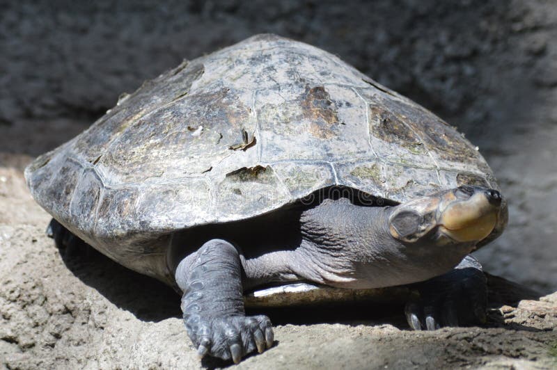 Close up of a turtle stock image. Image of explore, profile - 115540641