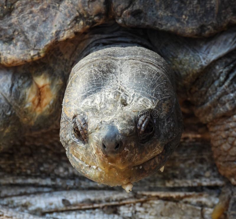 Turtle Face stock image. Image of head, wildlife, face - 21443201
