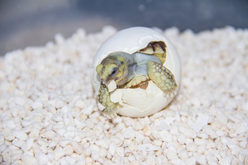 Close-Up of Turtle Hatching from Egg Stock Image - Image of sand ...