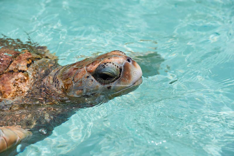 Close up of turtle head stock photo. Image of head, marine - 79572924
