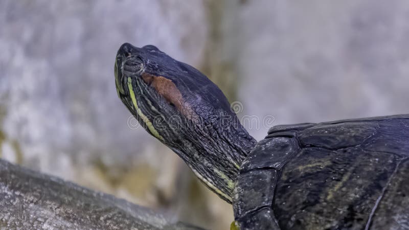Turtle head stock photo. Image of head, marine, peruvian - 67271006