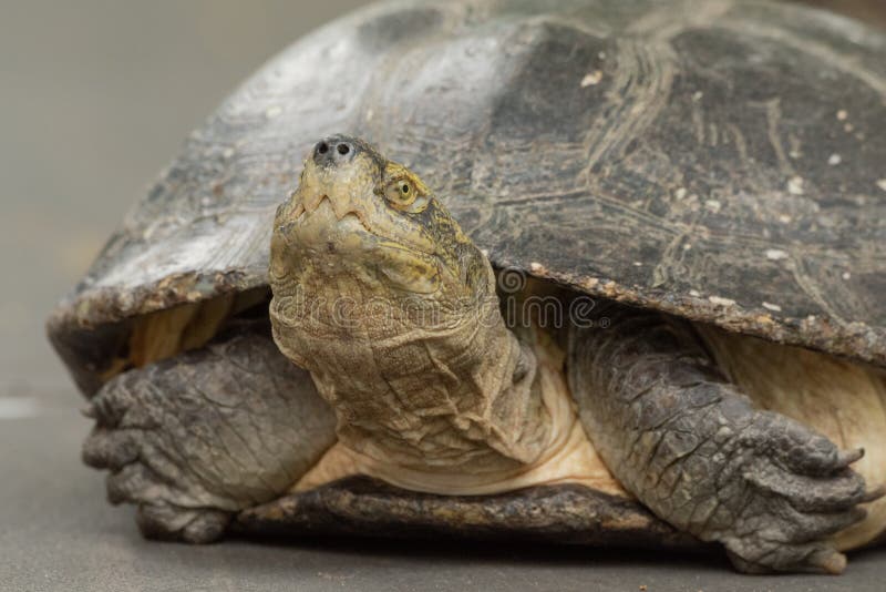 Close-up of Turtle Lying on Grey Path Stock Photo - Image of turtle ...