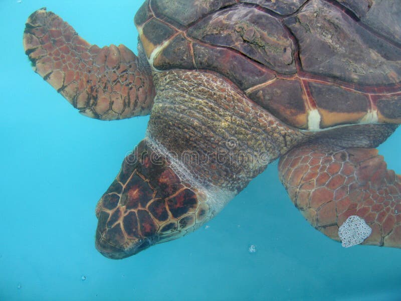 Close-up of turtle stock photo. Image of preservation - 35694016
