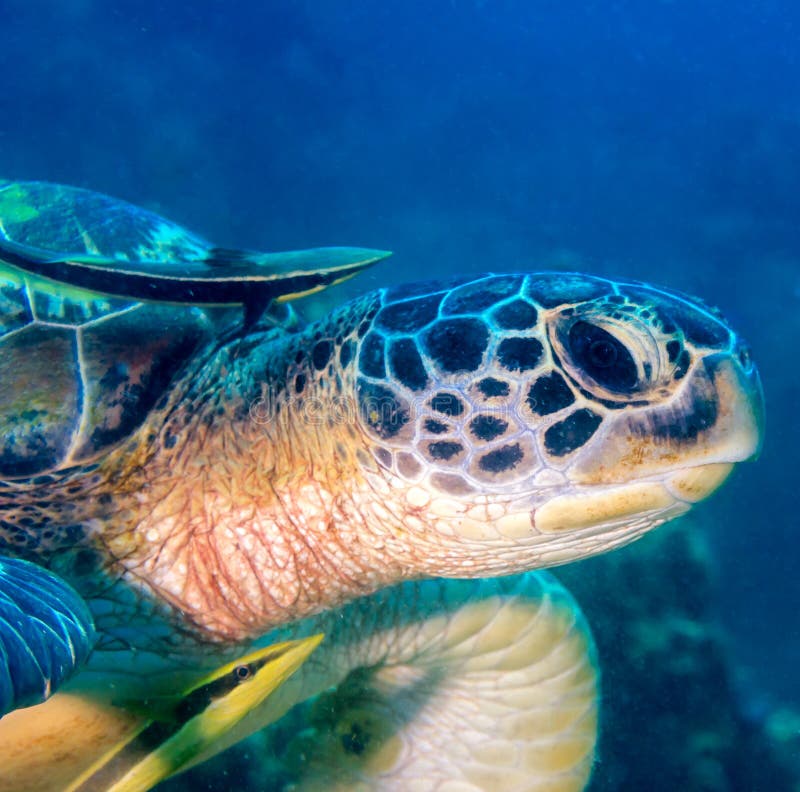 Close Up of a Turtle with 2 Remora Stock Image - Image of face ...