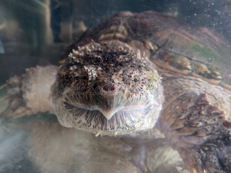 250 Close Up Turtles Face Stock Photos - Free & Royalty-Free Stock ...