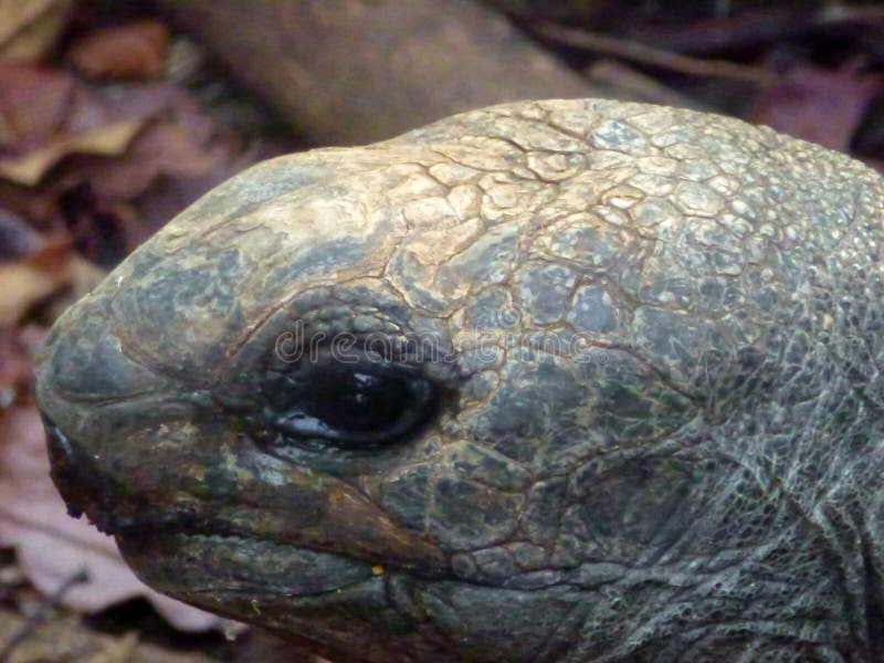 A Close-up of the Turtle S Head in the Center of the Frame Stock Photo ...