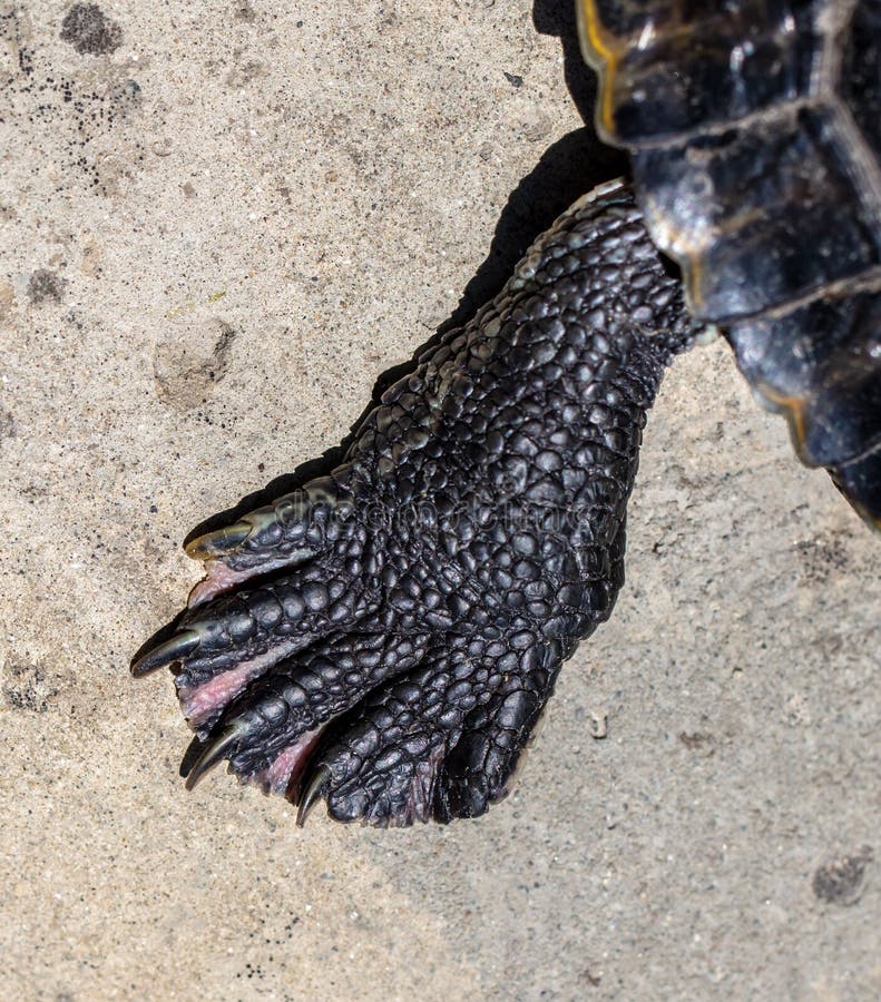 Chelydra's Stock Photos - Free & Royalty-Free Stock Photos from Dreamstime