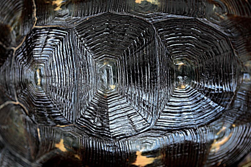Close Up on a Turtle`s Shell Stock Image - Image of species, close ...