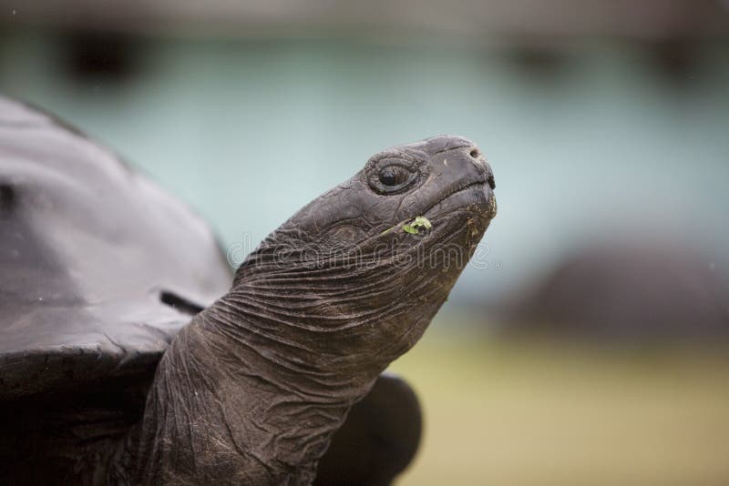 Close Up Of A Turtle's Snout Stock Photo - Image of diet, back: 20910968
