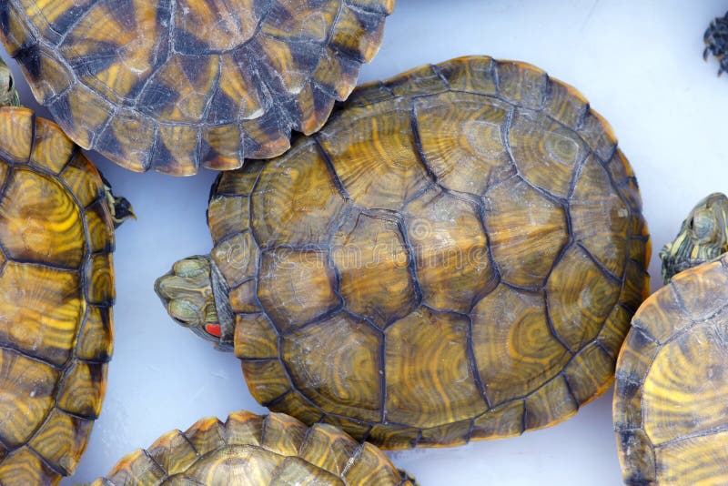 Chinese Pond Turtle stock image. Image of reptile, amphibians - 29962167