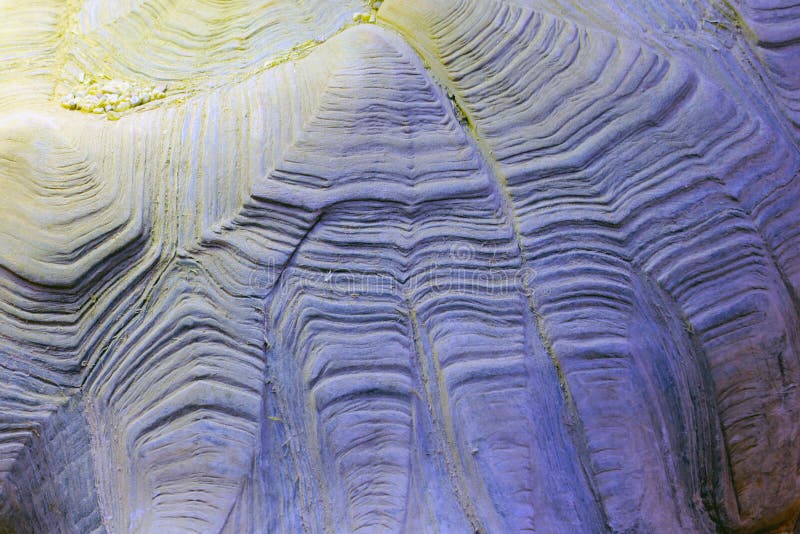 Close-up on Turtle Shell, Background, Wireframe Texture Stock Image ...