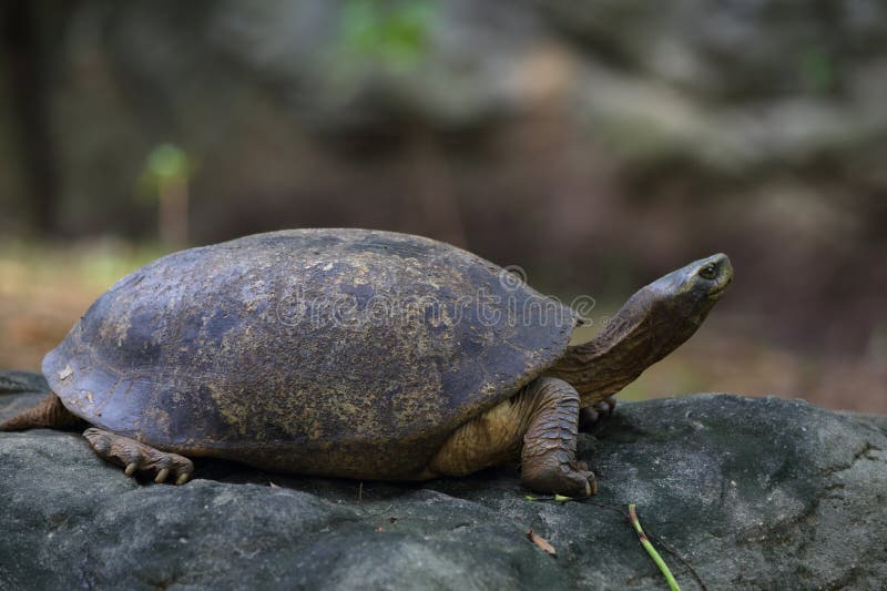 Close Up of a Turtle Sitting on a Rock Stock Image - Image of snake ...