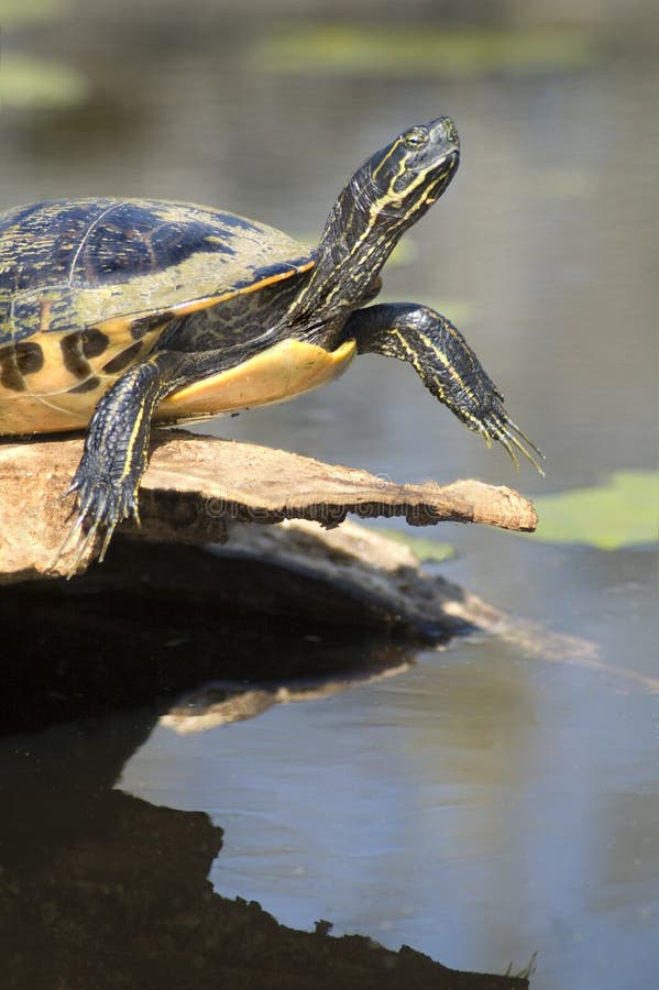 Bellied Red Belly Turtle Stock Photos - Free & Royalty-Free Stock ...