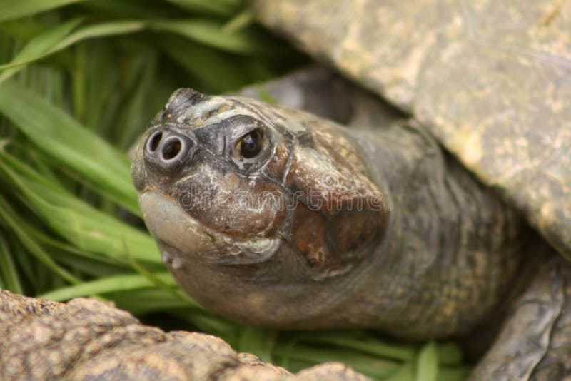 Close up of a turtles face stock image. Image of face - 7564885