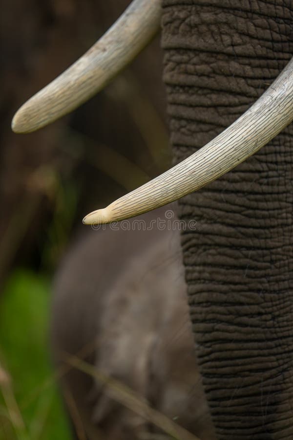 Close-up of Tusks and Trunk of Elephant Stock Image - Image of masai ...