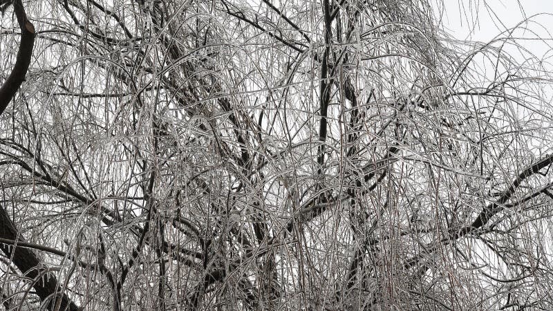 Twigs of a Willow Tree All Coated with Ice Stock Photo - Image of ...