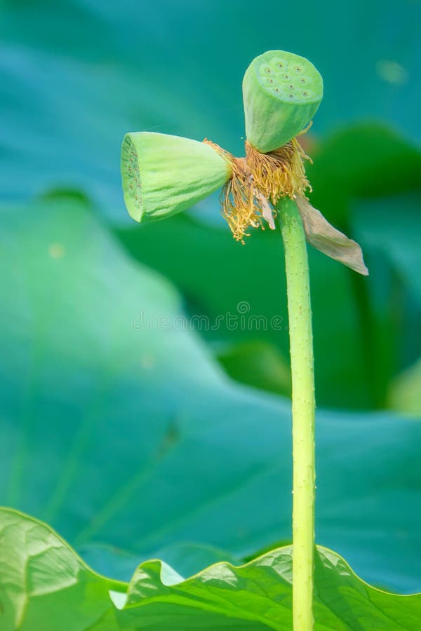Twin Lotus Flowers on One Stalk Stock Image - Image of buds, bloom ...