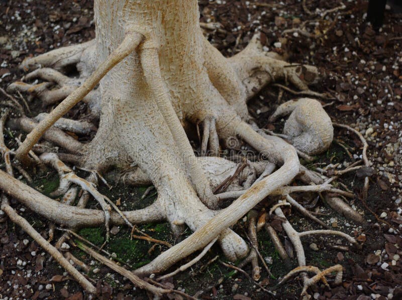 Close Up of Twisted Plant Roots Stock Photo - Image of roots, turned ...
