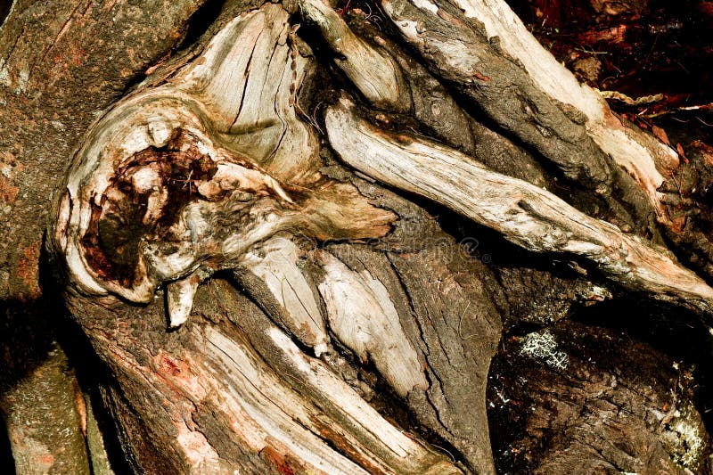 Close-up of Twisted and Textured Tree Roots with Weathered Bark, Stock Photo - Image of wood ...