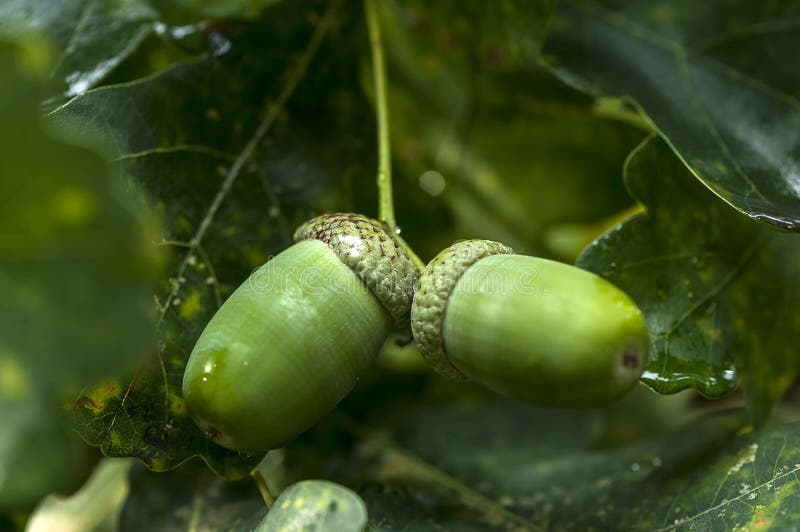 Close-up on two acorns stock photo. Image of nature, acorn - 94513484