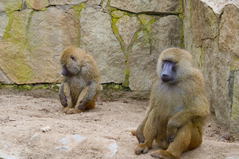 Close-up of Two Adult Monkeys Sitting on the Ground Stock Photo - Image ...