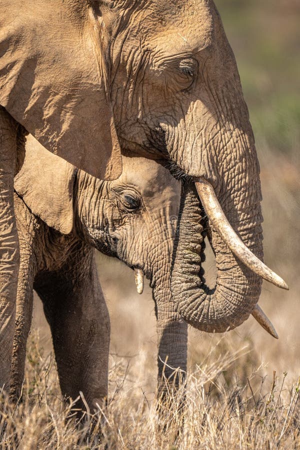 Close-up of Two African Bush Elephants Side-by-side Stock Image - Image ...