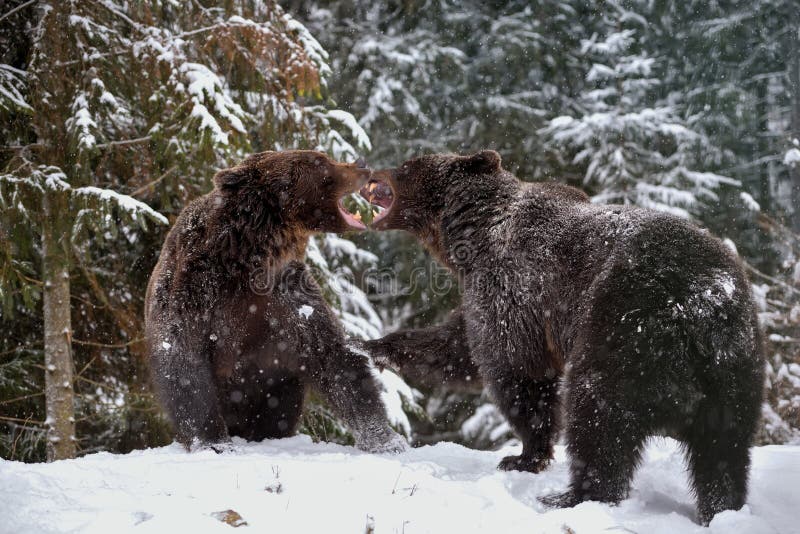 Close-up Two Angry Brown Bear Fight in Winter Forest Stock Image ...
