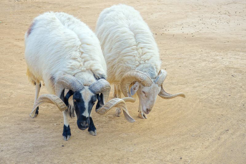 Two argali stock photo. Image of argali, bighorn, natural - 202605708