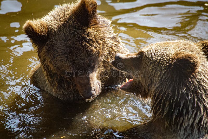 Close Up of Two Bears in Lake Stock Image - Image of brown, lake: 267919773