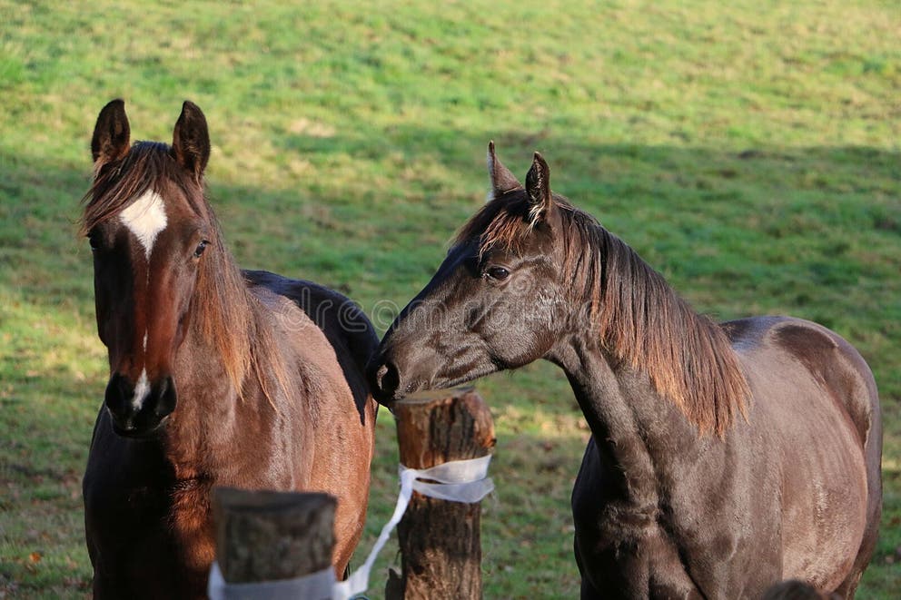 A Close Up of Two Beautiful Dark Colored Horses on the Paddock Stock ...