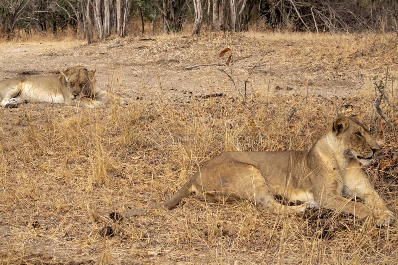 Close-up of Two Beautiful Lionesses Resting after Hunting Stock Photo ...