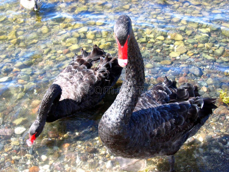 Close Up of Two Black Geese Stock Photo - Image of stony, plumage: 22448