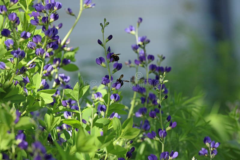 Carpenter Bees Aka Bore Bees Stock Image - Image of nuisance, outdoors ...