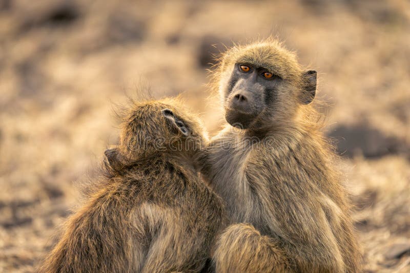 Close-up of Two Chacma Baboons Sitting Together Stock Photo - Image of ...
