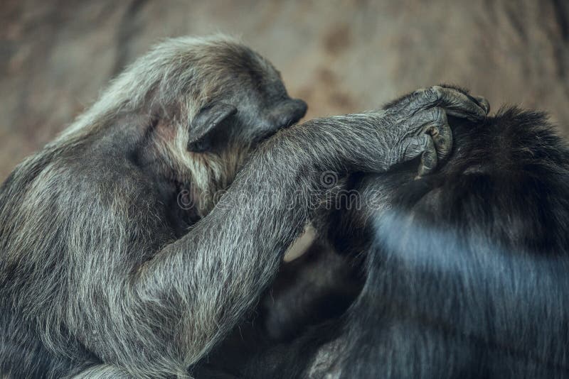 Two Chimpanzees Grooming Each Other Stock Photo - Image of grooming ... Two Chimpanzees Grooming Each Other Stock Photo - Image of grooming ...
