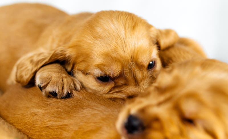 Close Up Two Cocker Spaniel Puppies Bites One Another Stock Photo ...