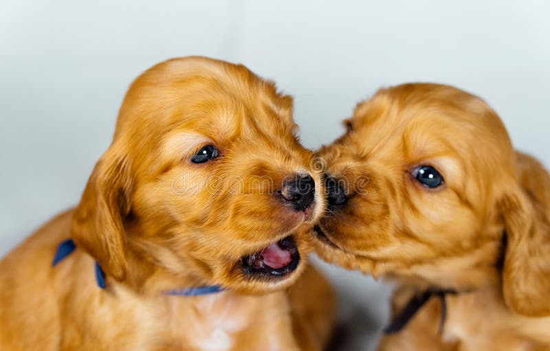 Close Up Two Cocker Spaniel Puppies Bites One Another Stock Photo ...