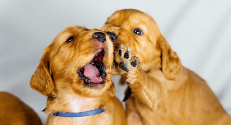 Close Up Two Cocker Spaniel Puppies Bites One Another Stock Image ...