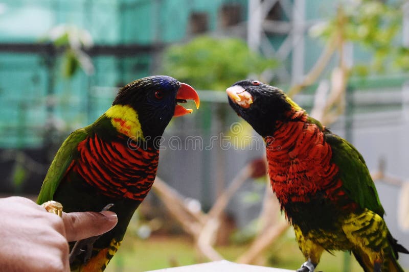 Close-up of Two Colorful Parrots Interacting in an Indoor Aviary with a ...