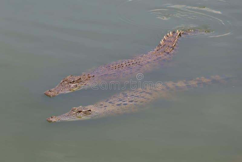 Close Up Two Crocodile is Show Swim in River Stock Image - Image of ...