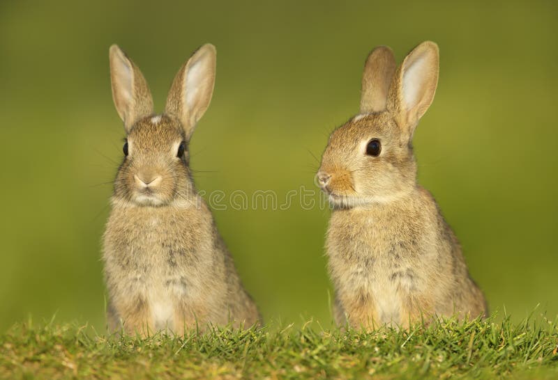 Close Up of Two Cute Little Rabbits in Meadow Stock Photo - Image of ...
