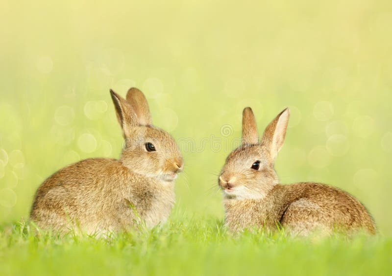 Close Up of Two Cute Little Rabbits Sitting in Meadow Stock Photo ...