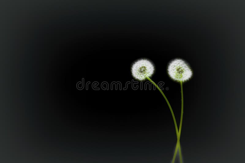 Close Up of Two Dandelions in Seed Cycle with Copy Space Stock Photo ...