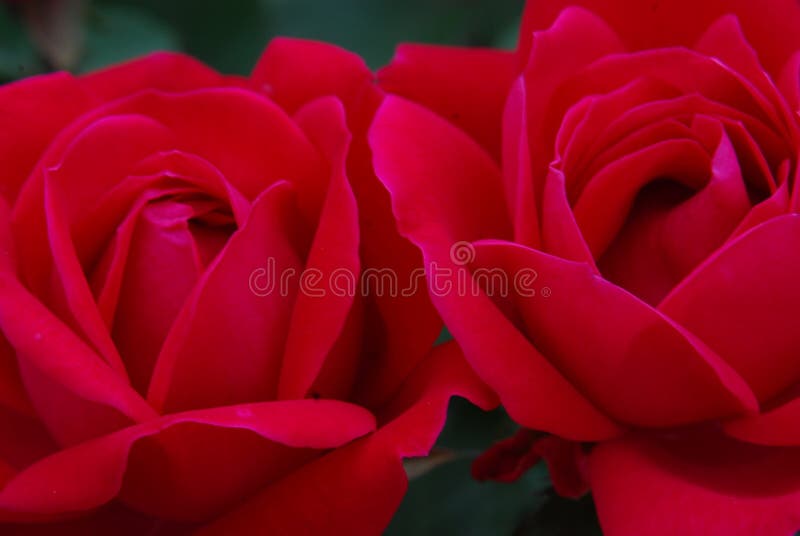 Close Up of Two Deep Red Roses Stock Photo - Image of deep, close: 93380098