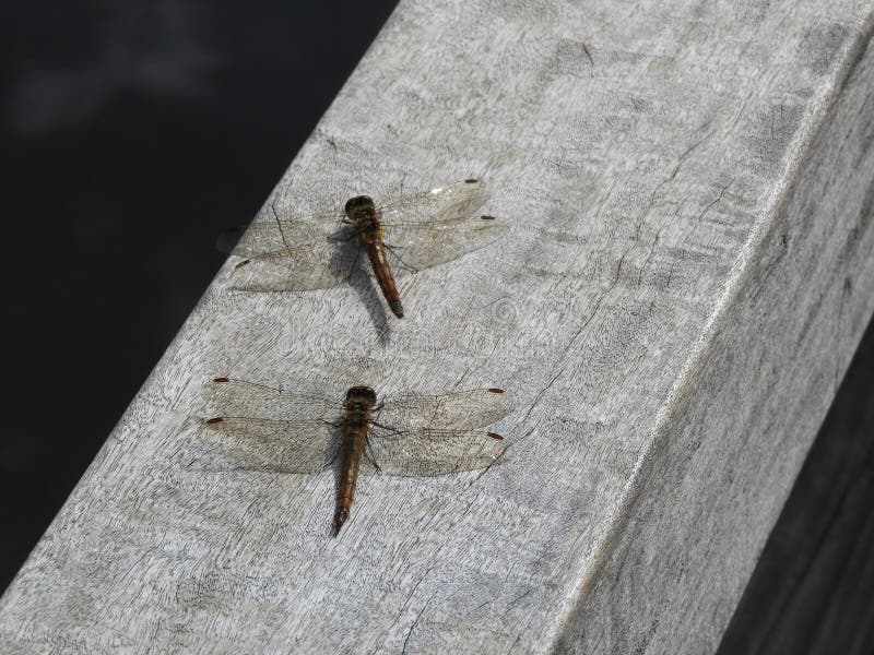 Close-up of Two Dragonflies One Behind the Other Stock Photo - Image of ... Close-up of Two Dragonflies One Behind the Other Stock Photo - Image of ...