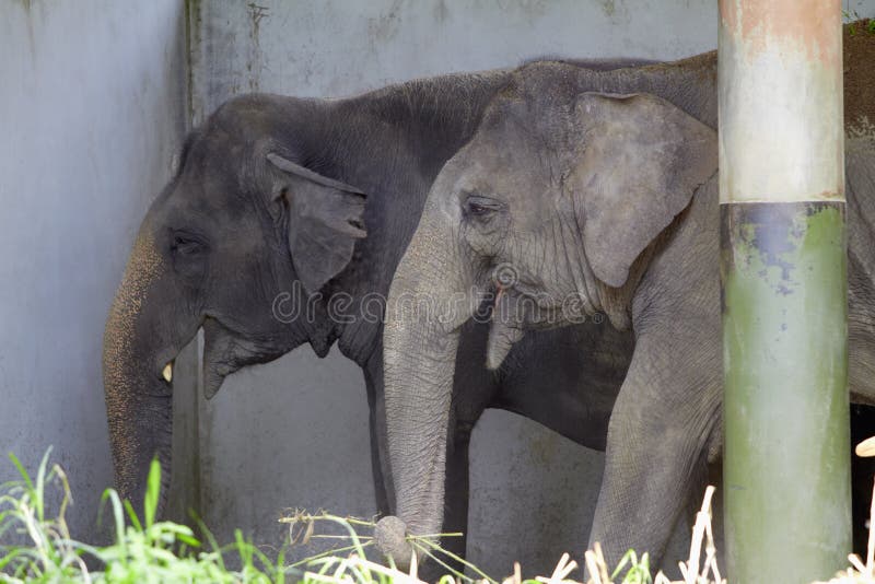 Close-up of Two Elephants Walking Side by Side. Conceptual Image Stock ...
