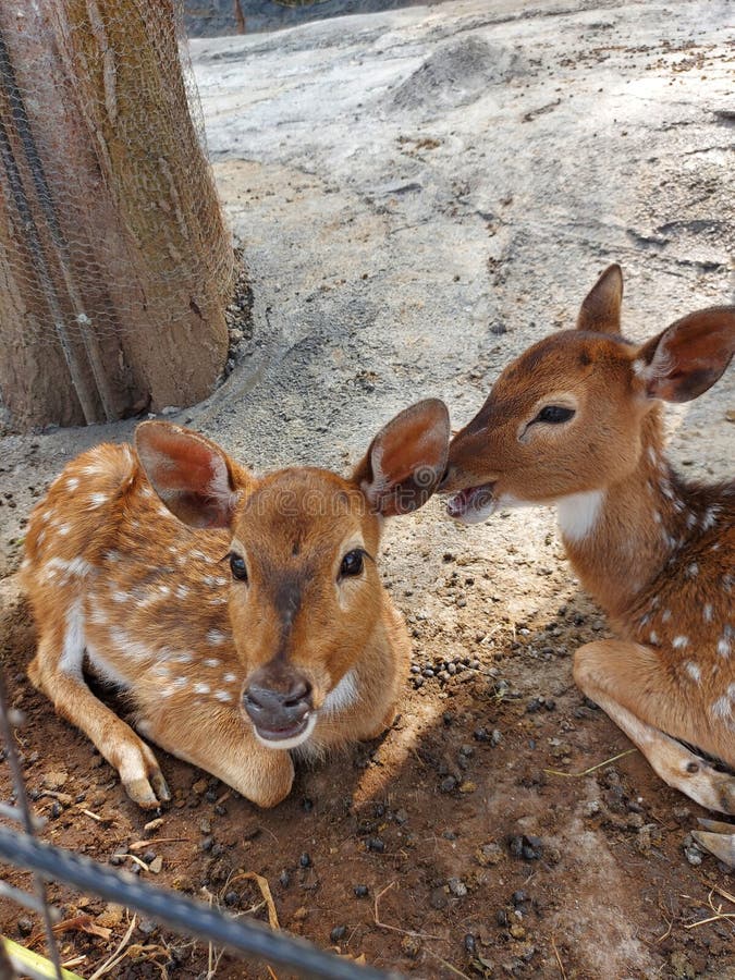 Close Up Two Female Deer Sitting at the Zoo Stock Image - Image of ...