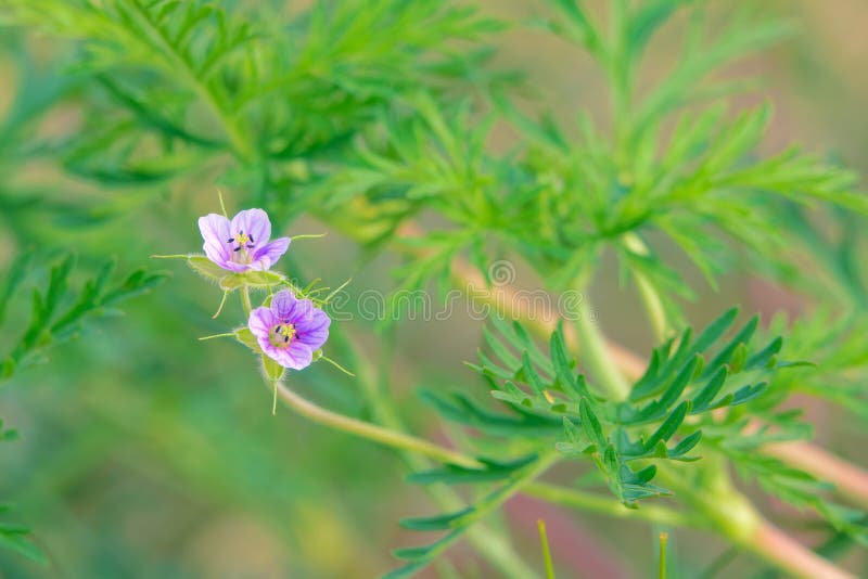 Erodium stephanianum stock photo. Image of blooming - 192530358