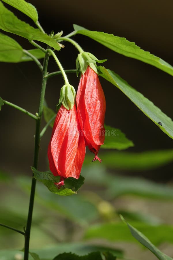Malvaviscus penduliflorus stock photo. Image of blossom - 349244278